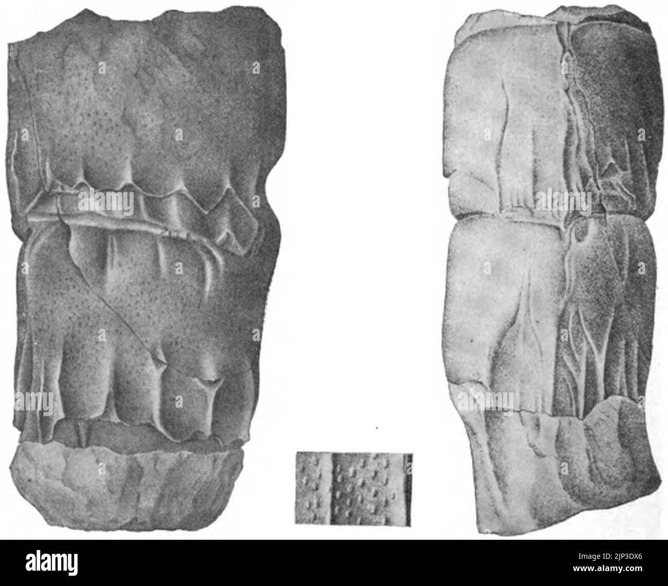 The Eurypterida of New York figure 68 Stock Photo - Alamy