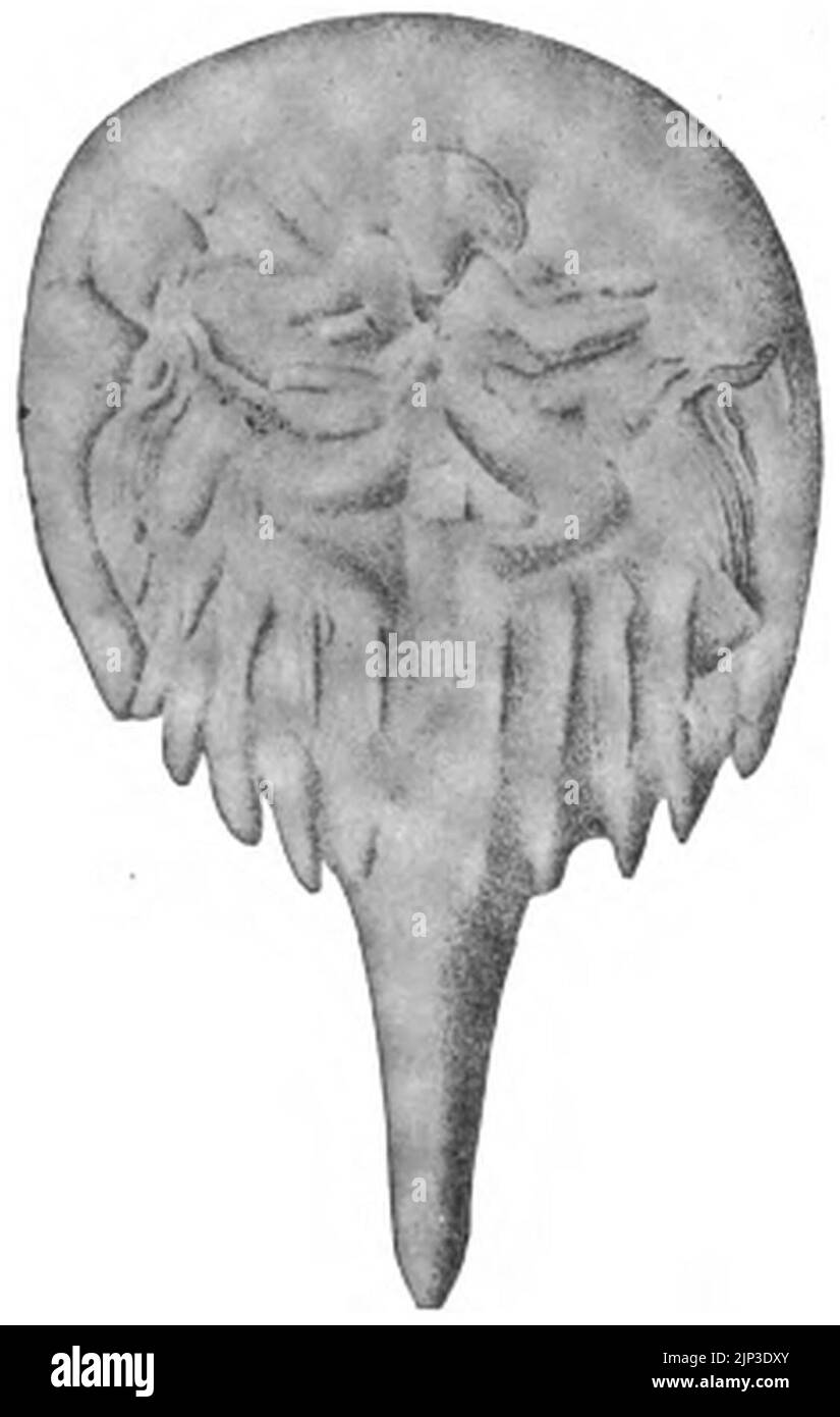 The Eurypterida of New York figure 27 Stock Photo - Alamy