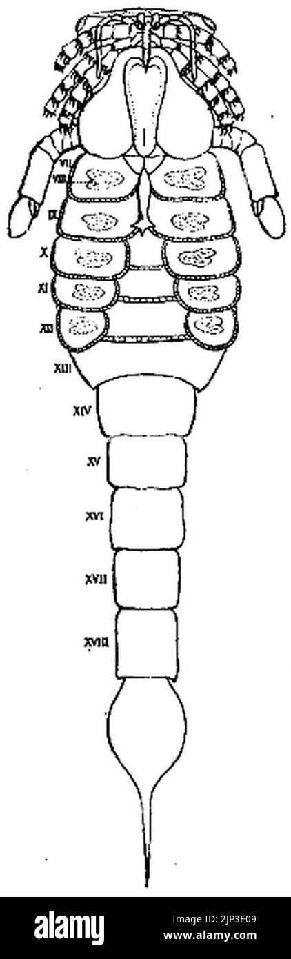 The Eurypterida of New York figure 26 Stock Photo - Alamy