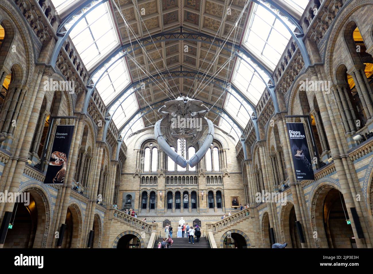 Dippy is back till 2 January 2023 .Dippy was the first Diplodocus (DIP-low-DOCK-us) to go on ...