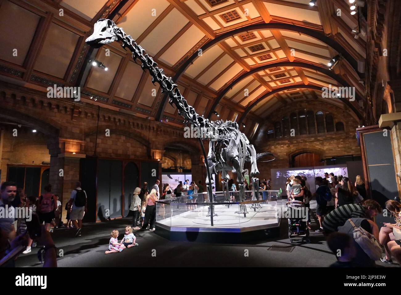 Dippy is back till 2 January 2023 .Dippy was the first Diplodocus (DIP-low-DOCK-us) to go on ...