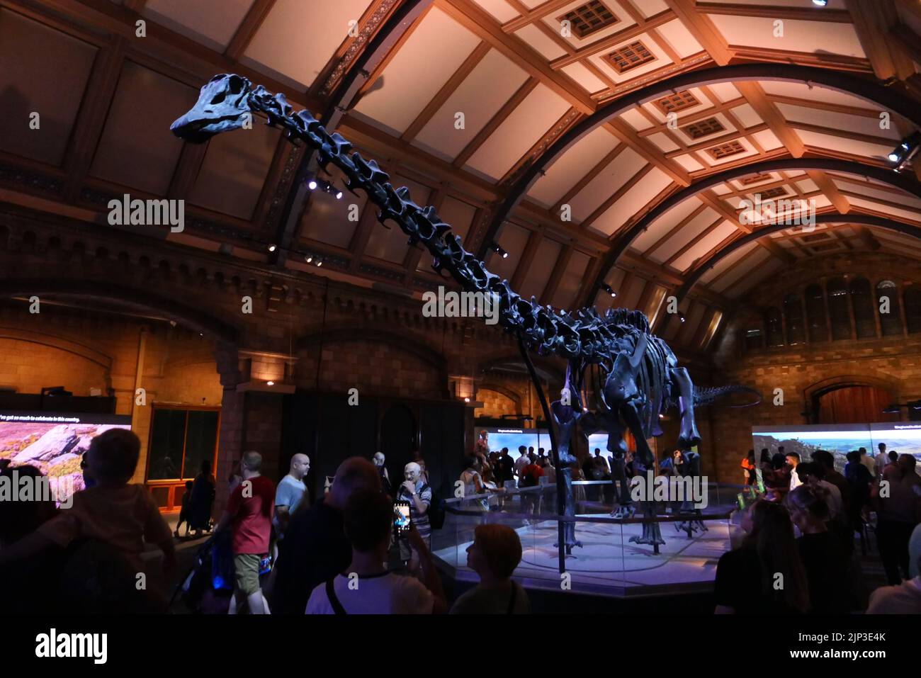 Dippy is back till 2 January 2023 .Dippy was the first Diplodocus (DIP-low-DOCK-us) to go on ...