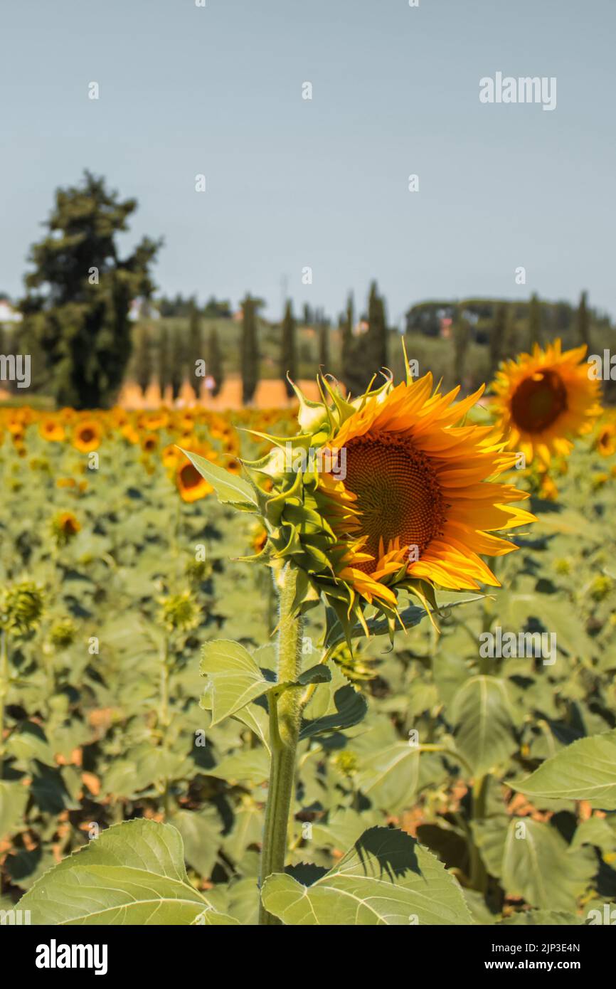 Sunflower field in tuscany hi-res stock photography and images - Alamy
