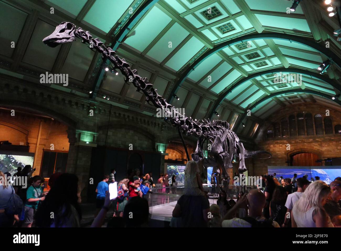 Dippy is back till 2 January 2023 .Dippy was the first Diplodocus (DIP-low-DOCK-us) to go on ...