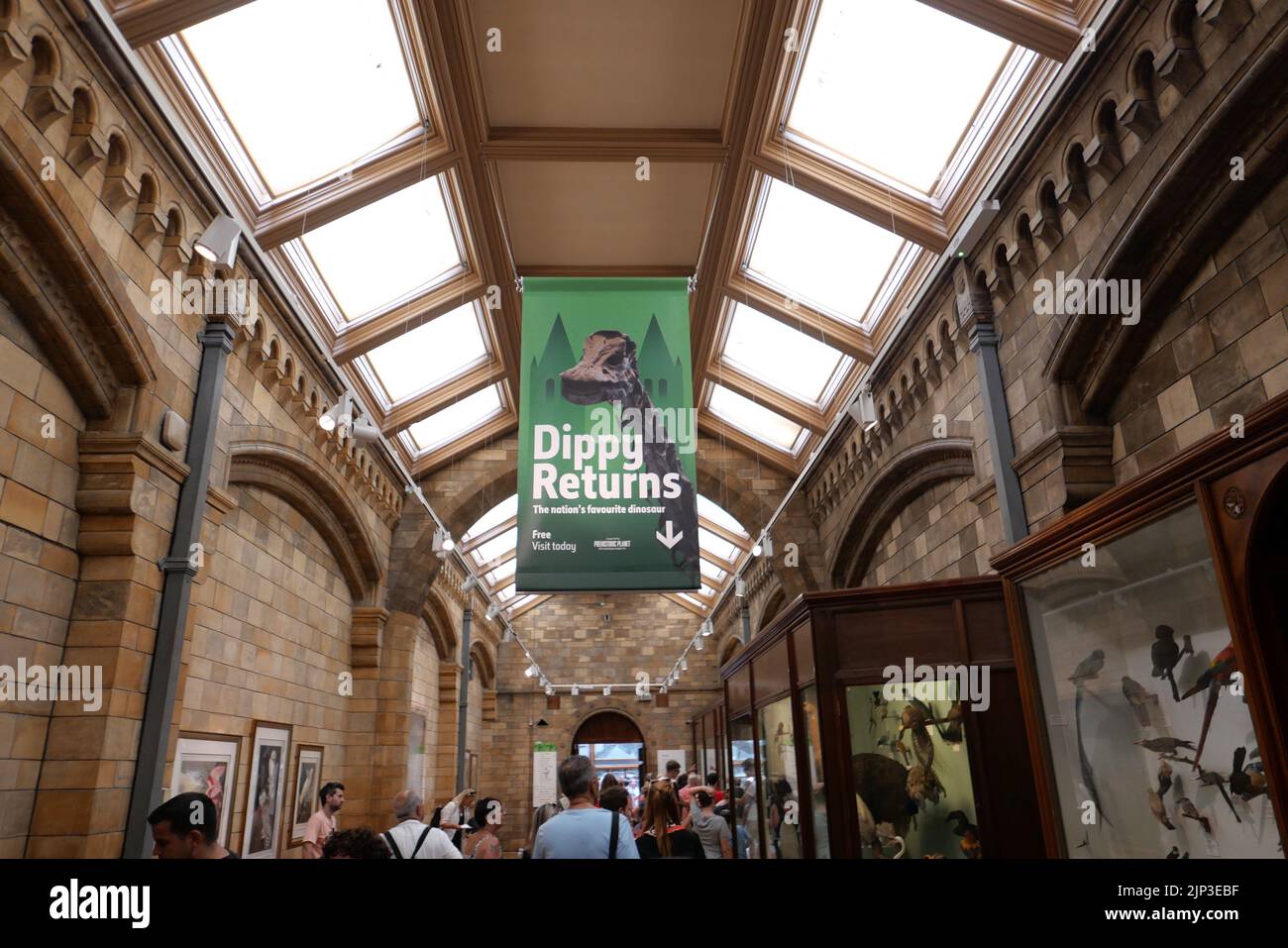 Dippy is back till 2 January 2023 .Dippy was the first Diplodocus (DIP-low-DOCK-us) to go on ...