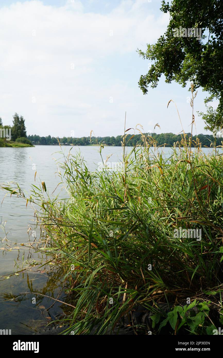 shore of a lake gras Stock Photo - Alamy