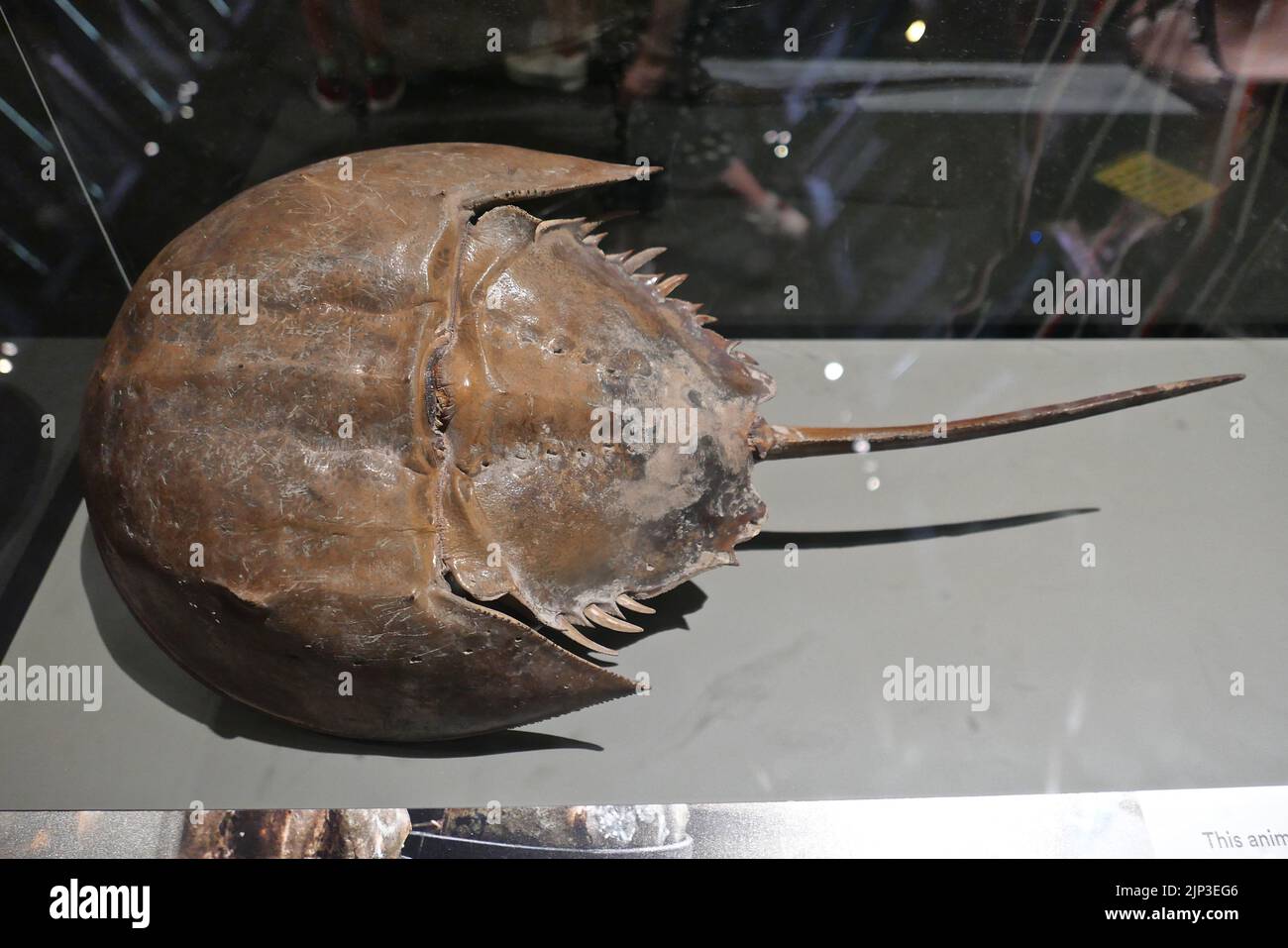 Dippy is back till 2 January 2023 .Dippy was the first Diplodocus (DIP-low-DOCK-us) to go on ...