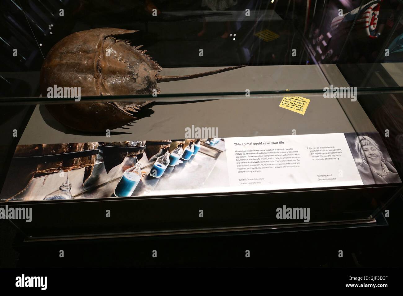 Dippy is back till 2 January 2023 .Dippy was the first Diplodocus (DIP-low-DOCK-us) to go on ...