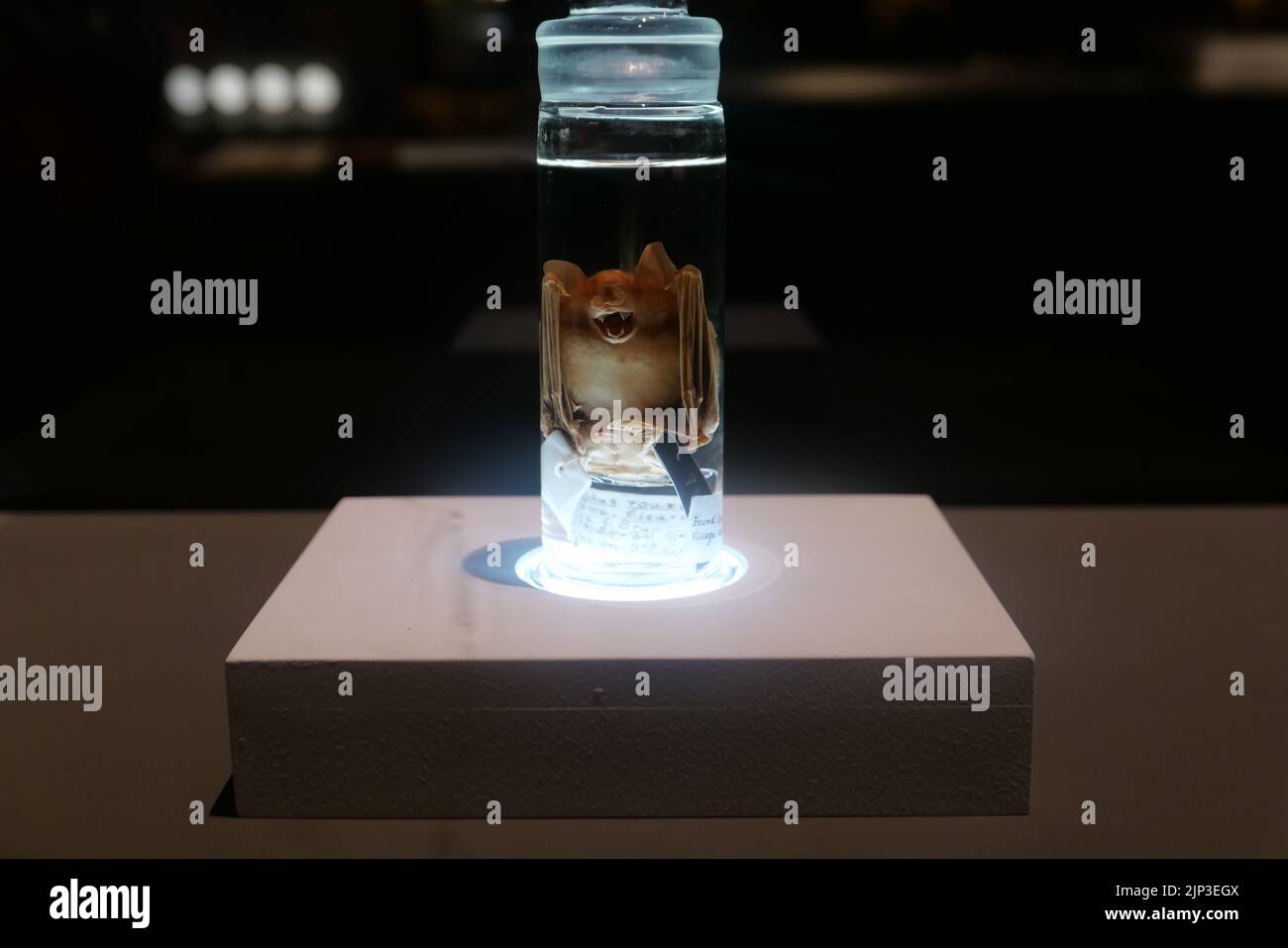 Dippy is back till 2 January 2023 .Dippy was the first Diplodocus (DIP-low-DOCK-us) to go on ...