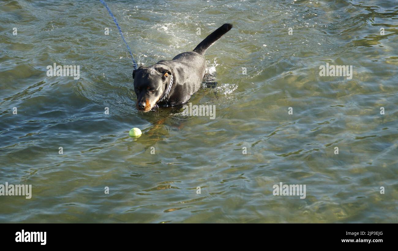 Dog catch hi-res stock photography and images - Alamy