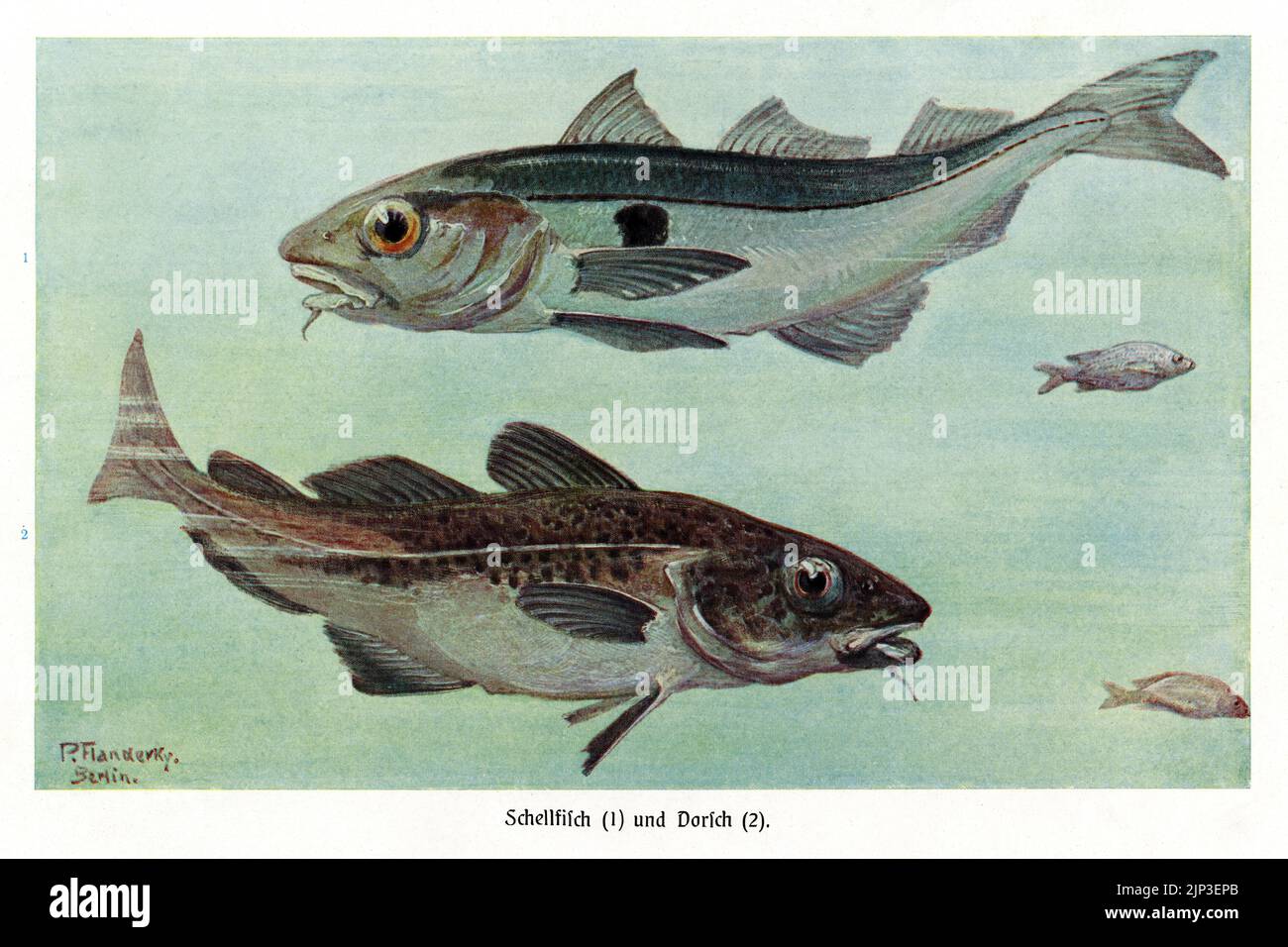 Greenland cod Cut Out Stock Images & Pictures - Alamy