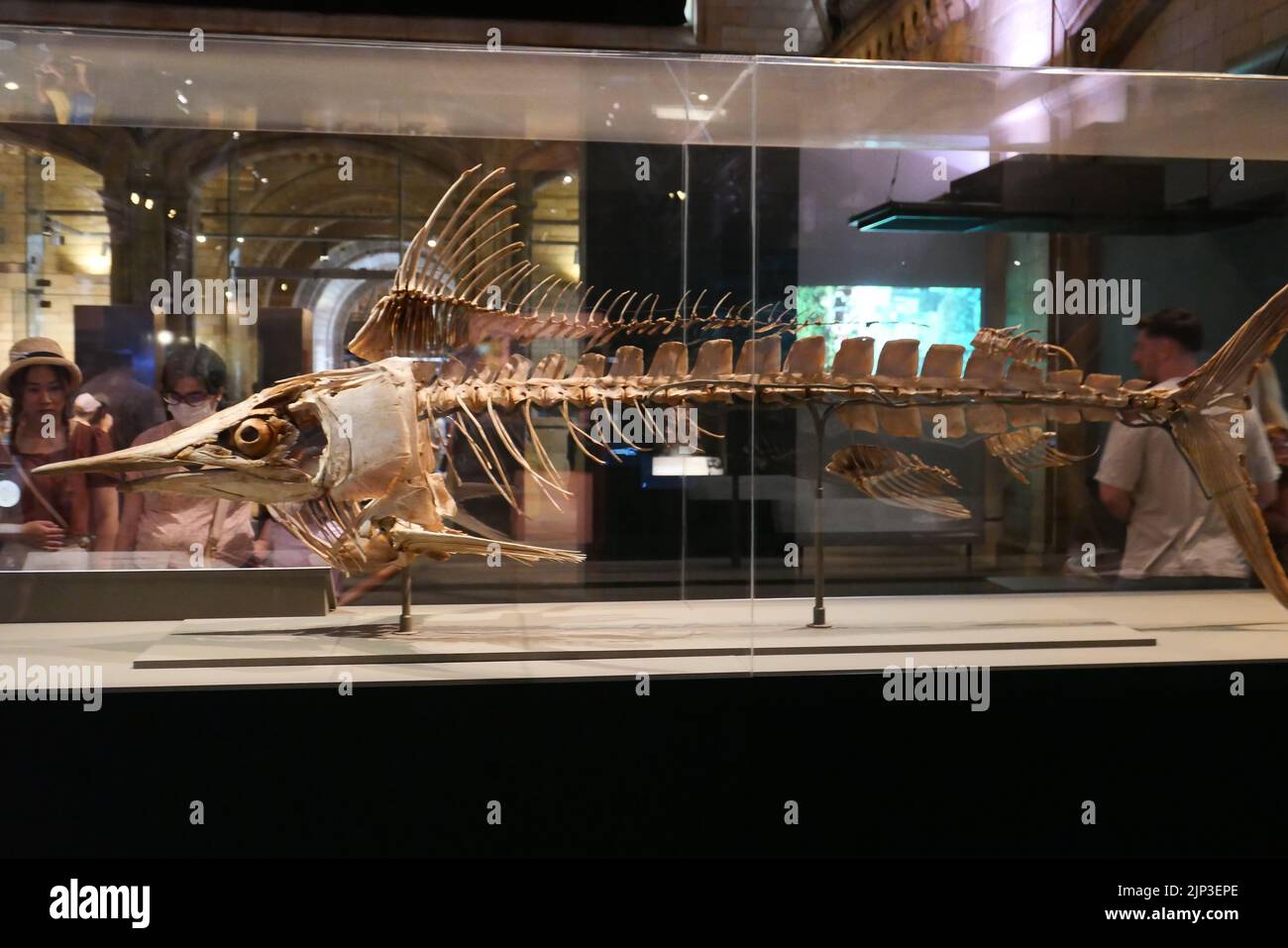 Dippy is back till 2 January 2023 .Dippy was the first Diplodocus (DIP-low-DOCK-us) to go on ...