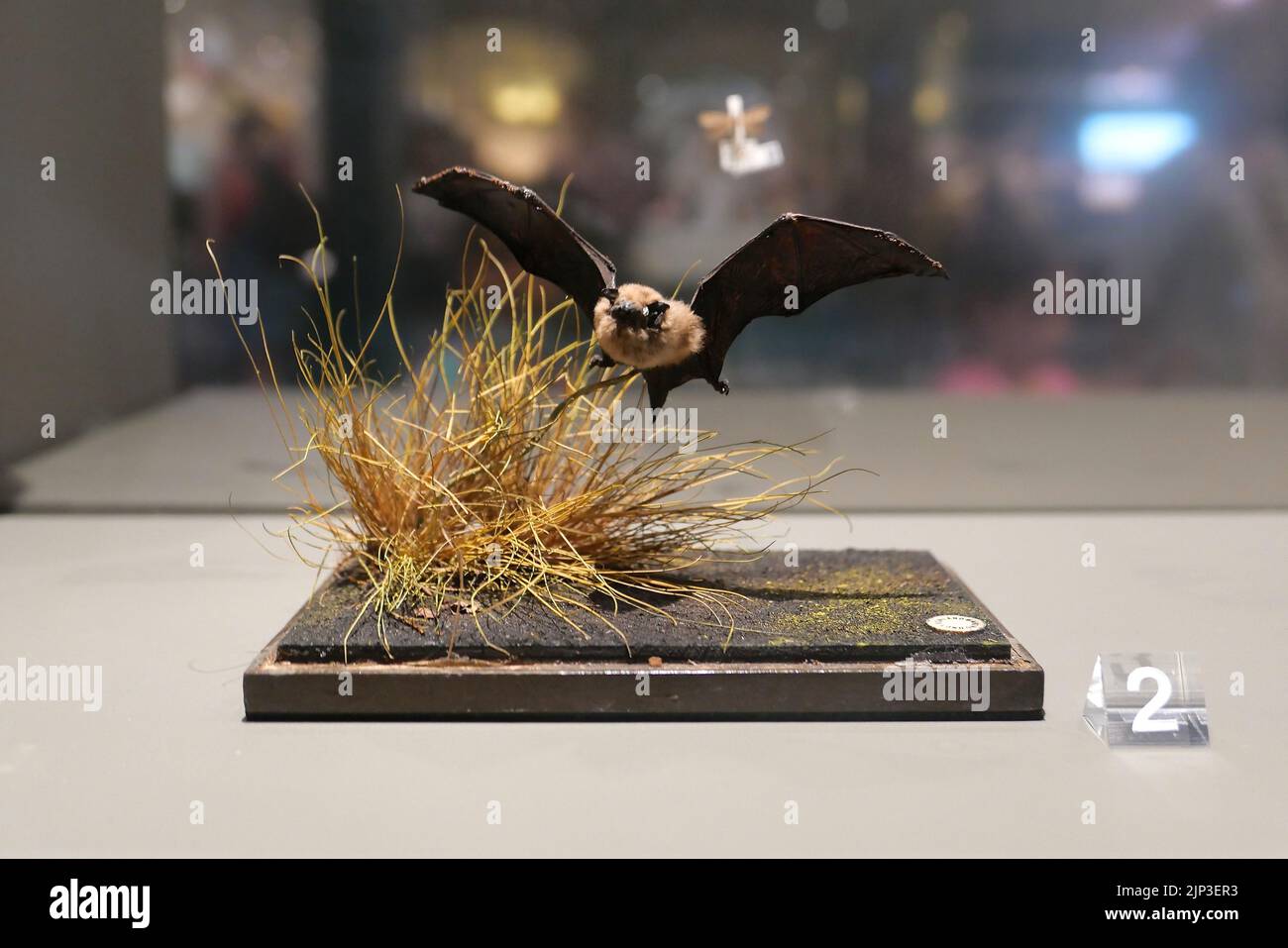 Dippy is back till 2 January 2023 .Dippy was the first Diplodocus (DIP-low-DOCK-us) to go on ...