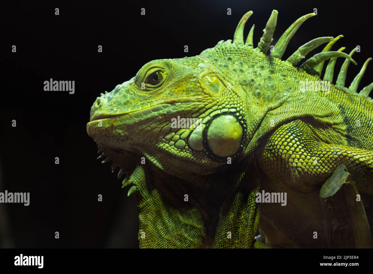 A Green Iguana (Iguana iguana) head close up on black Stock Photo - Alamy