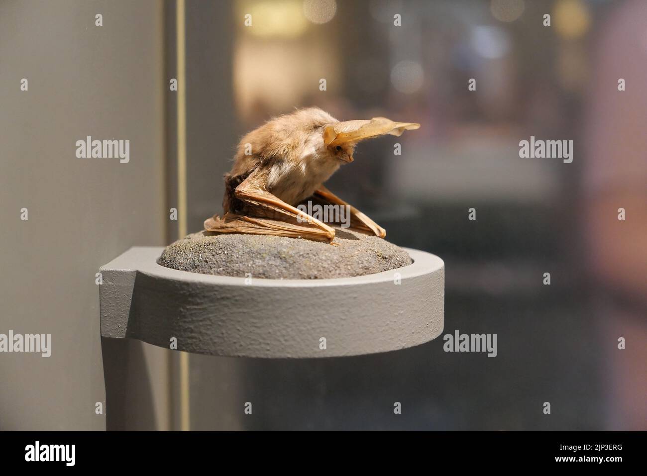 Dippy is back till 2 January 2023 .Dippy was the first Diplodocus (DIP-low-DOCK-us) to go on ...