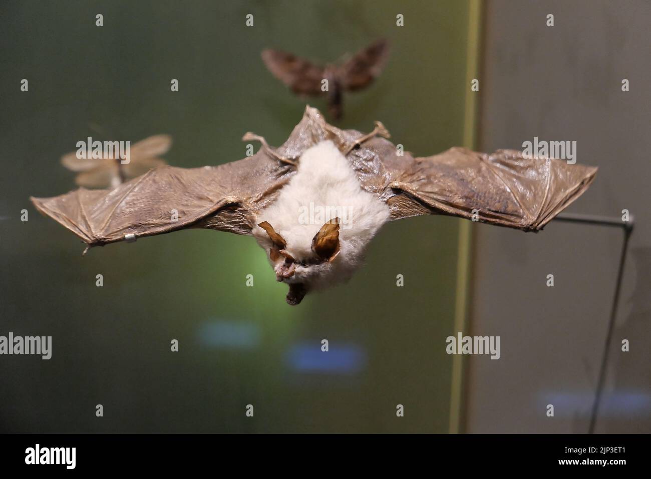 Dippy is back till 2 January 2023 .Dippy was the first Diplodocus (DIP-low-DOCK-us) to go on ...