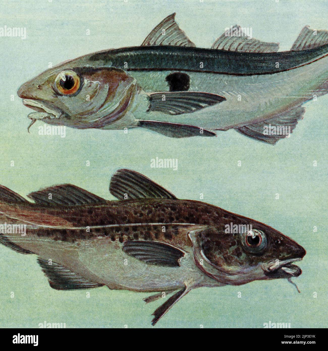 1900s hi res hi-res stock photography and images - Alamy