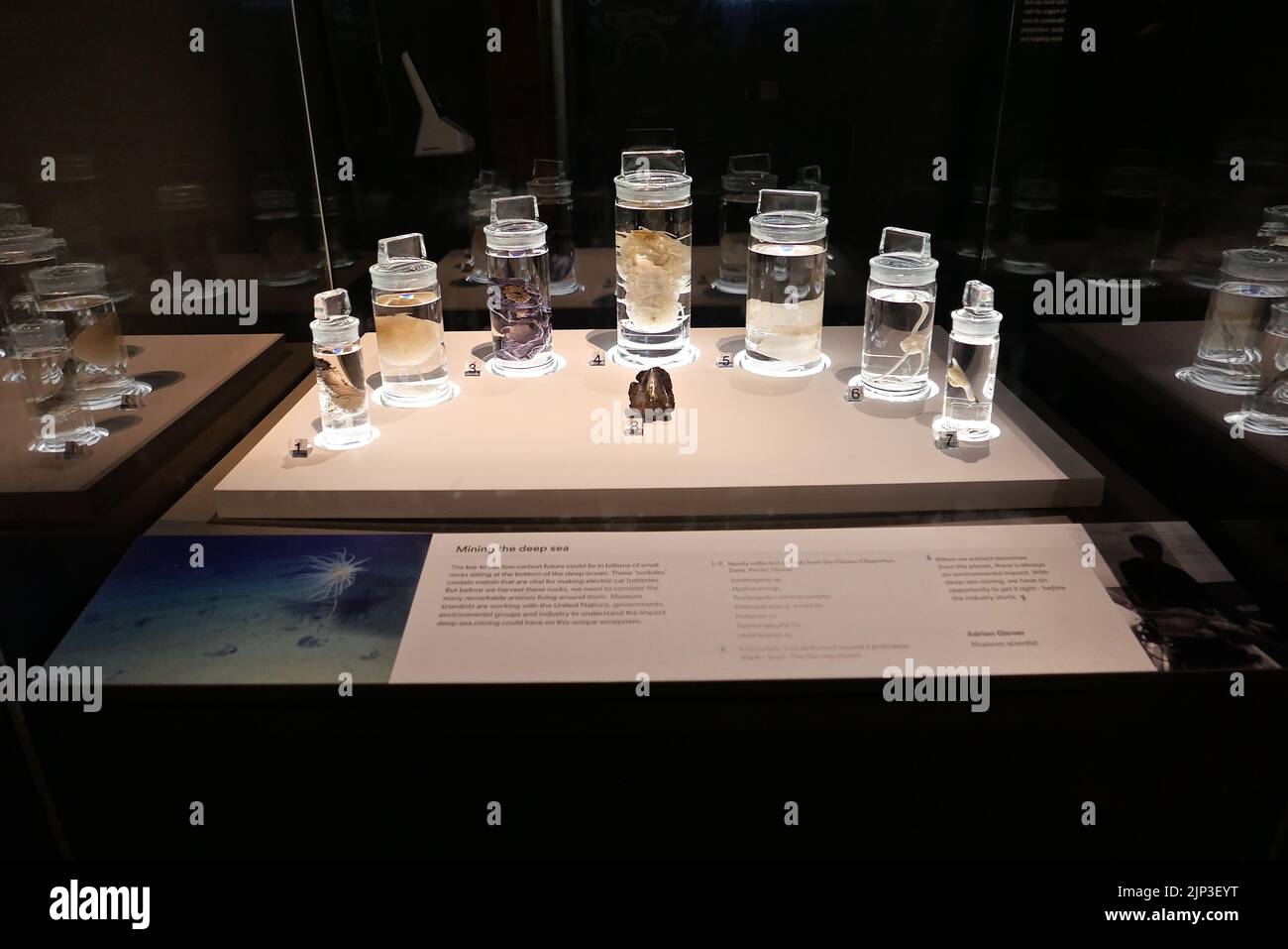 Dippy is back till 2 January 2023 .Dippy was the first Diplodocus (DIP-low-DOCK-us) to go on ...