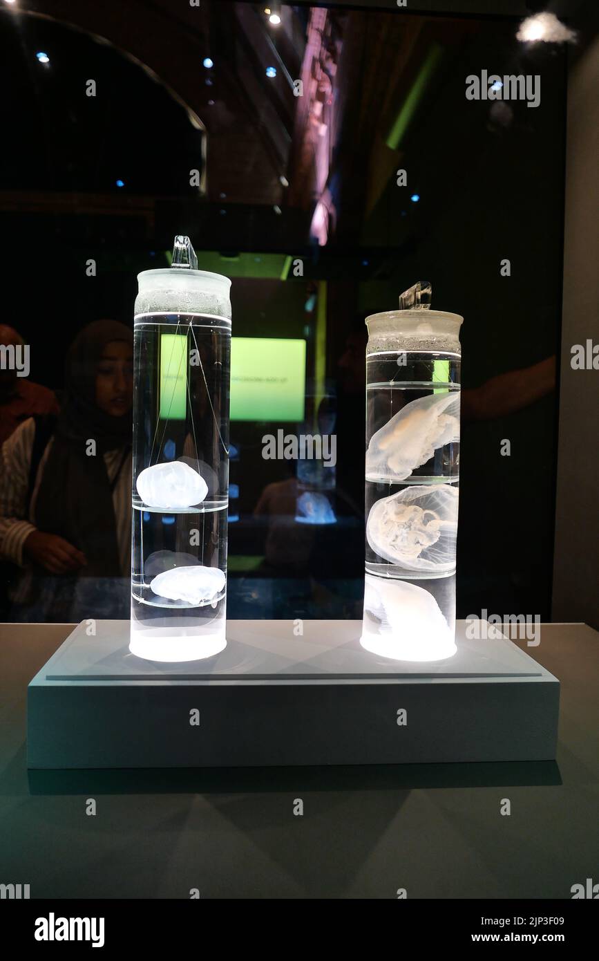 Dippy is back till 2 January 2023 .Dippy was the first Diplodocus (DIP-low-DOCK-us) to go on ...