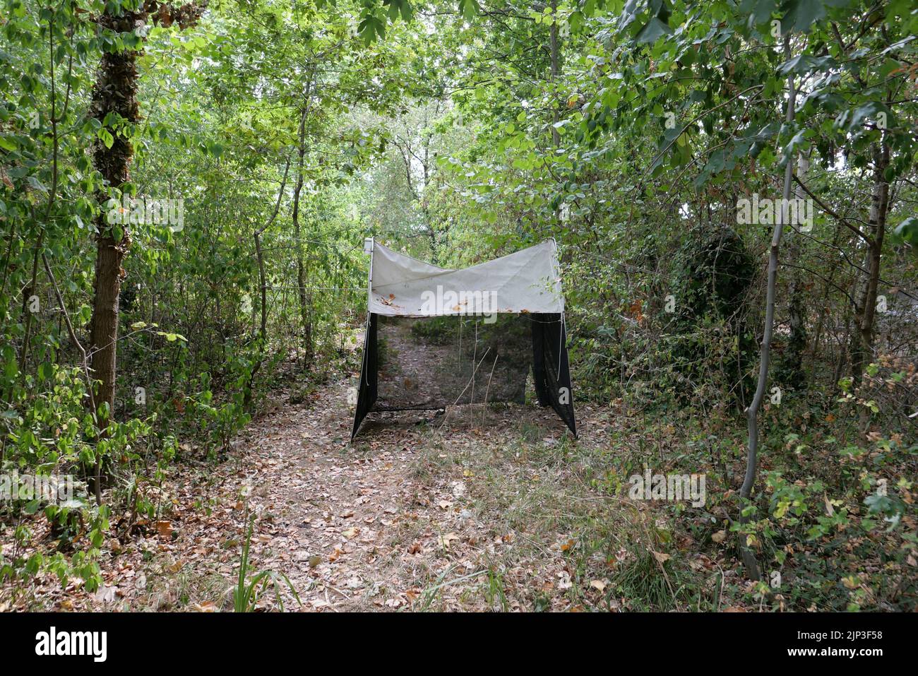 Dippy is back till 2 January 2023 .Dippy was the first Diplodocus (DIP-low-DOCK-us) to go on ...
