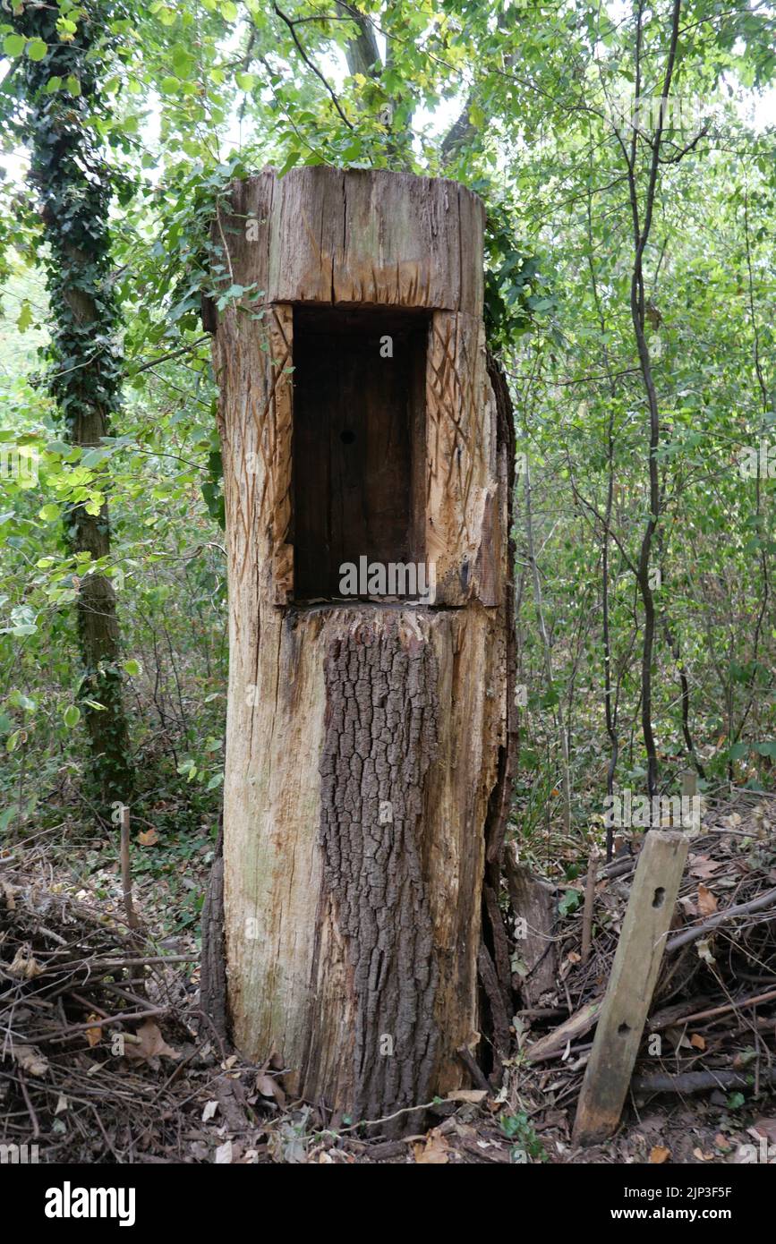 Dippy is back till 2 January 2023 .Dippy was the first Diplodocus (DIP-low-DOCK-us) to go on ...