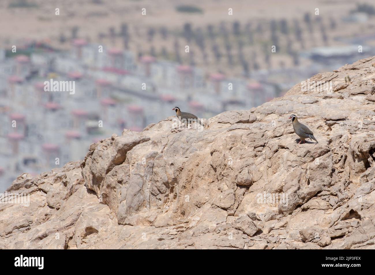An Arabian Partridge head (Alectoris melanocephala) on a cliff in the ...