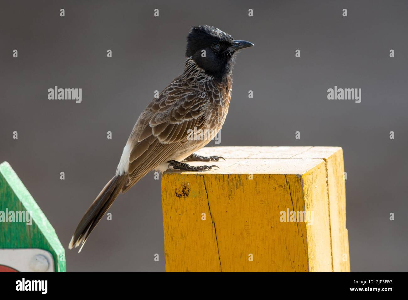 Red-vented bulbul (Pycnonotus cafer) on a post Stock Photo - Alamy