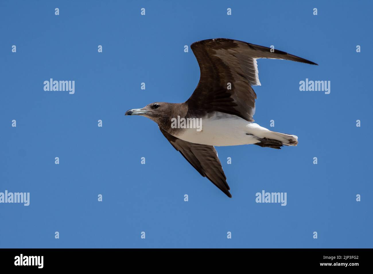 Sooty Gull (Ichthyaetus hemprichii) Aden gull or Hemprich's gull in ...