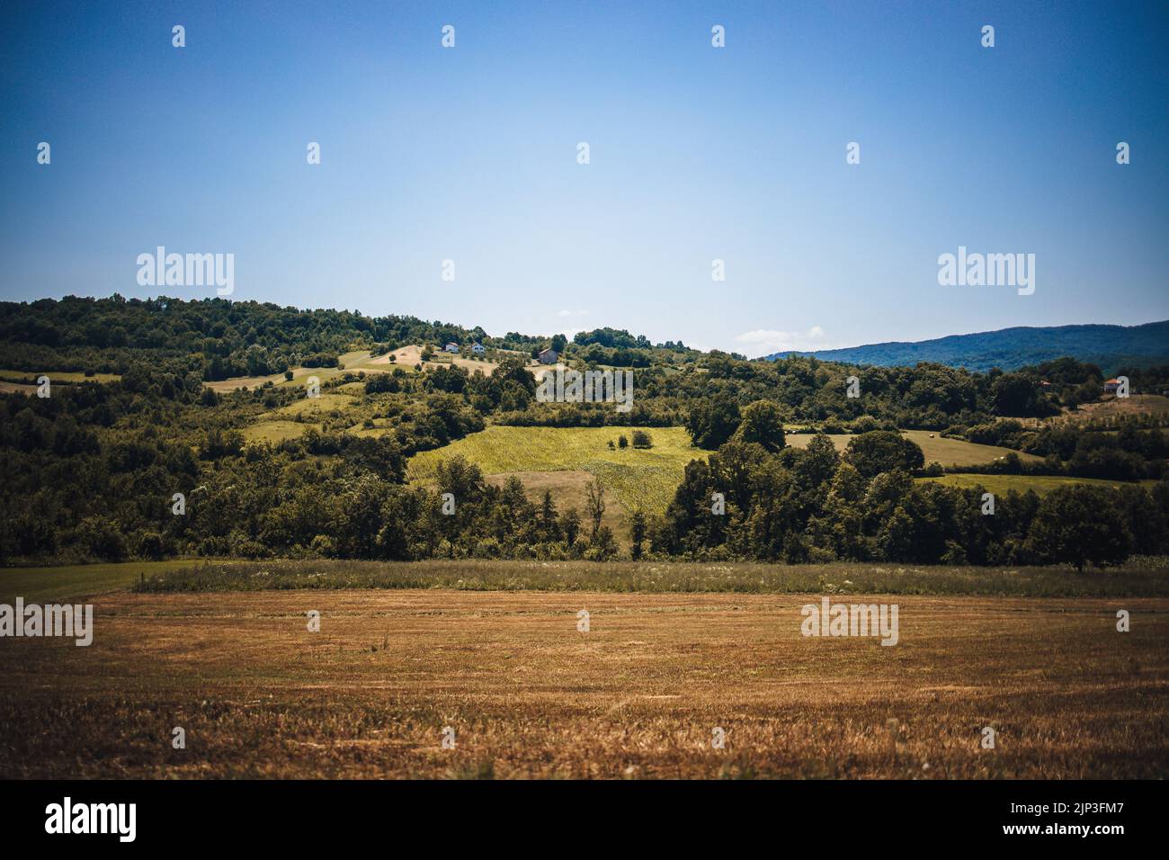 A wide field with green grass plants on a sunny day Stock Photo - Alamy