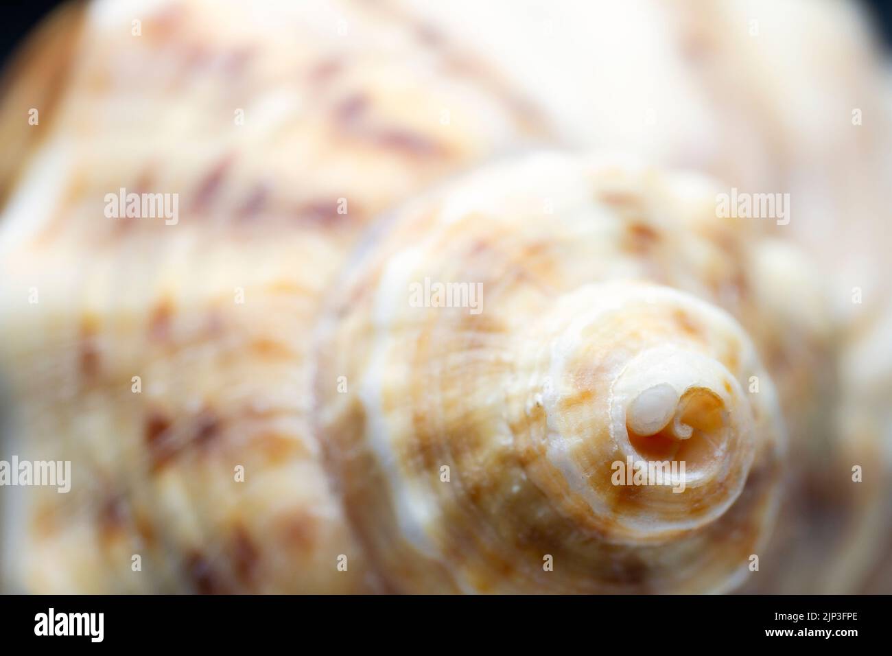 Close up shell spiral detail hi-res stock photography and images - Alamy