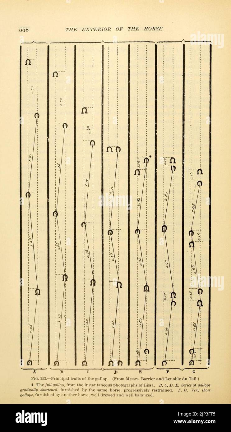 The exterior of the horse (Page 558 Stock Photo - Alamy