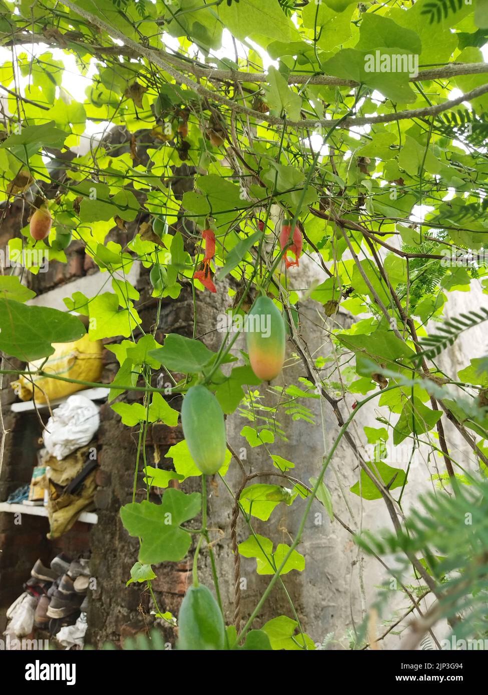 Coccinia grandis, the ivy gourd, also known as scarlet gourd, tindora ...