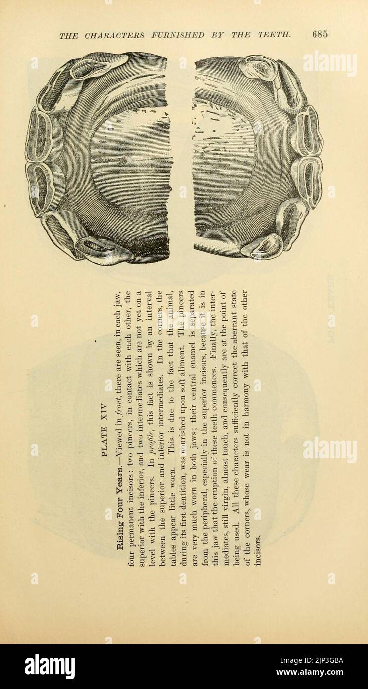 The exterior of the horse (Page 685 Stock Photo - Alamy