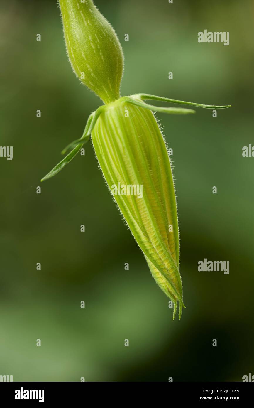 squash / courgette / zucchini flower and tendril Stock Photo - Alamy