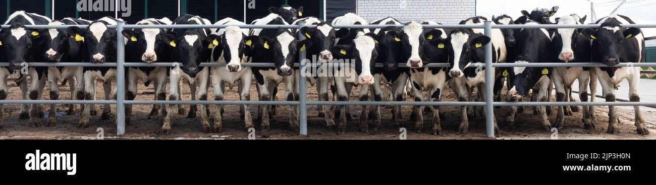 a group of dairy cows lined up in a row on a dairy farm behind a fence ...