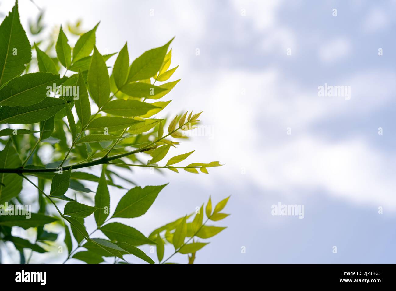 Branches of European ash tree with fresh green leaves under blue sky in ...