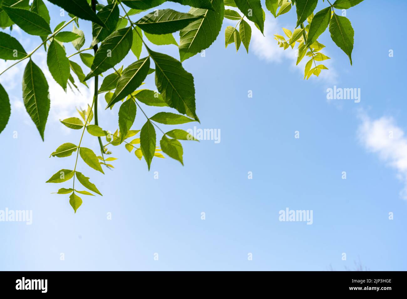Branches of European ash tree with fresh green leaves under blue sky in ...