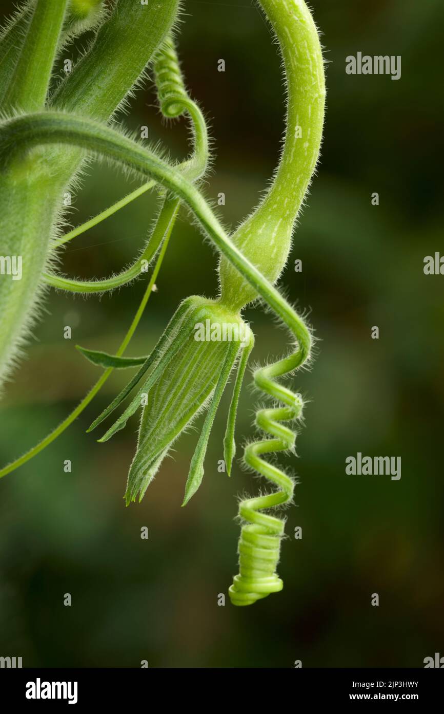squash / courgette / zucchini flower and tendril Stock Photo - Alamy