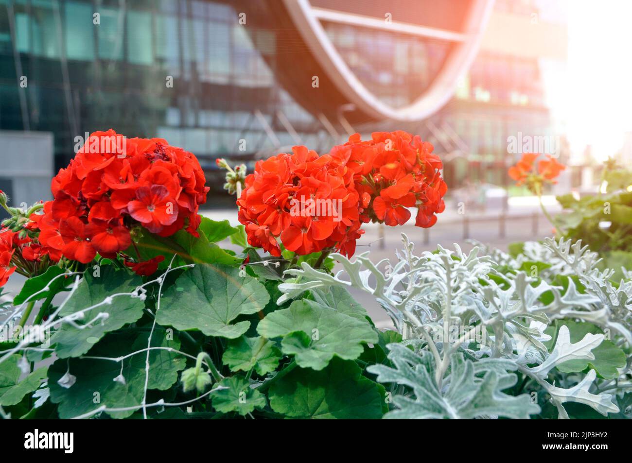 Bright red and pink blooming geranium flowers on the streets of a ...