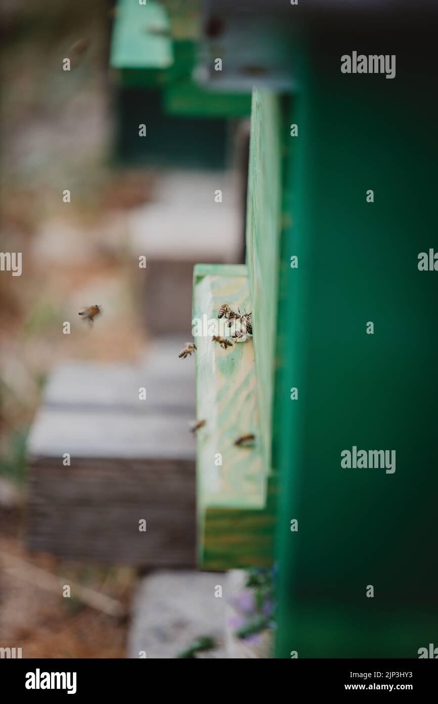 A vertical shot of bees flying in and out from a man-made wooden ...