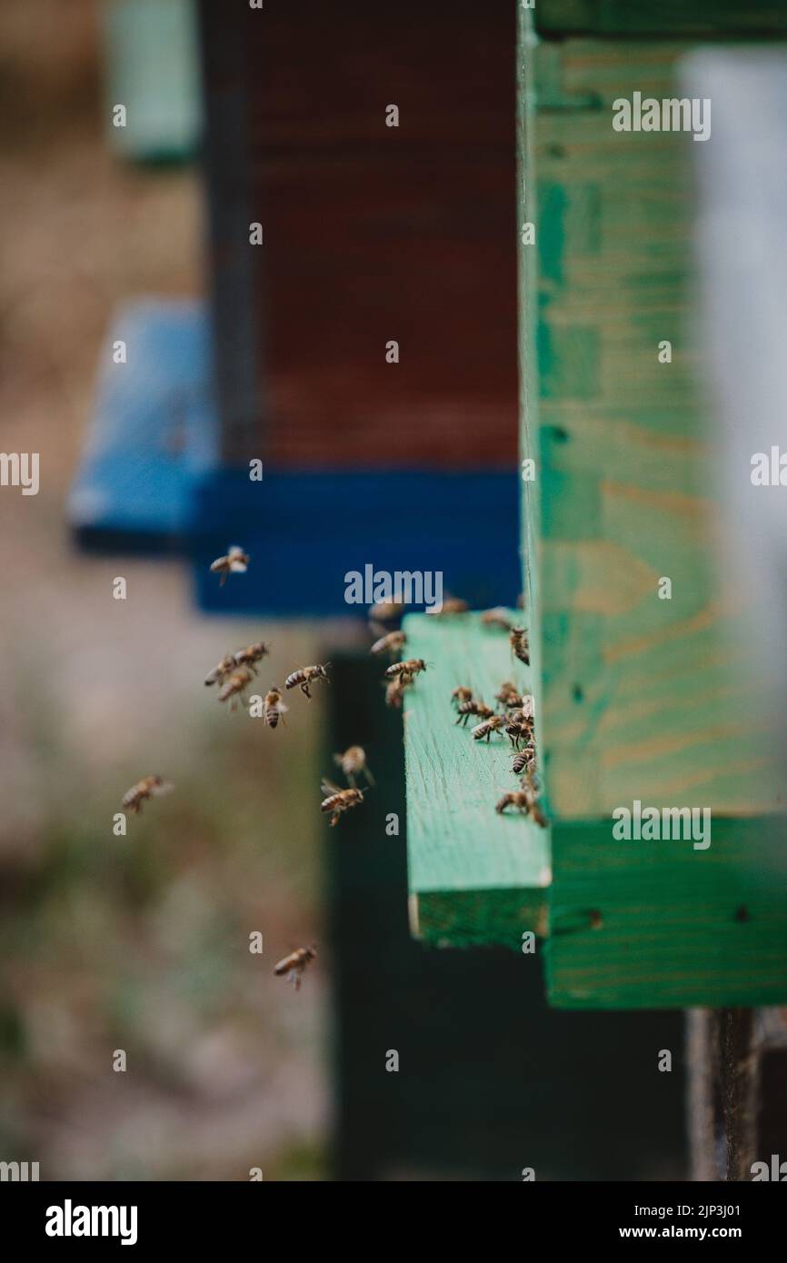 A vertical shot of bees flying in and out from a man-made wooden ...