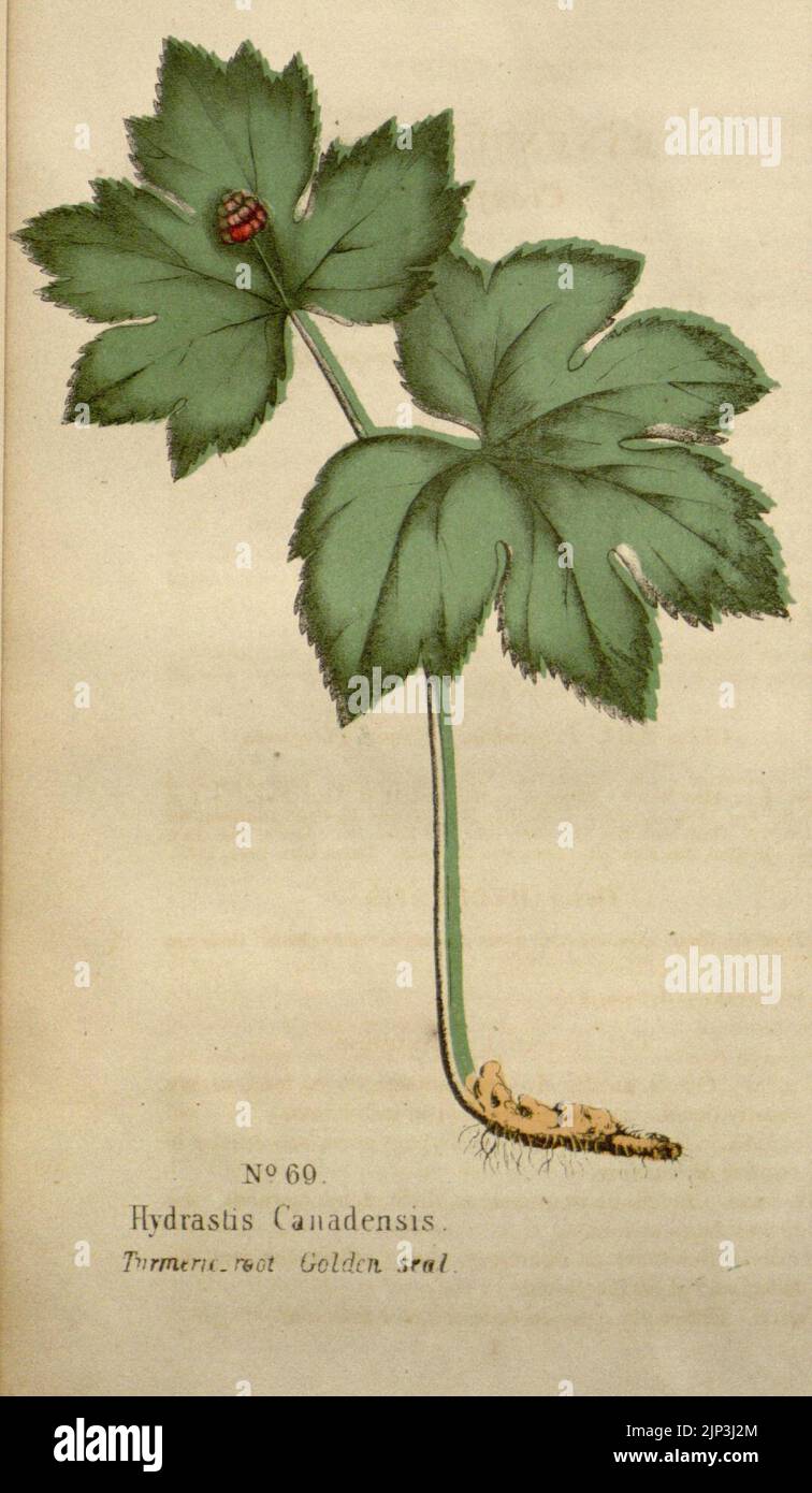 The family flora and materia medica botanica (No. 69 Stock Photo - Alamy