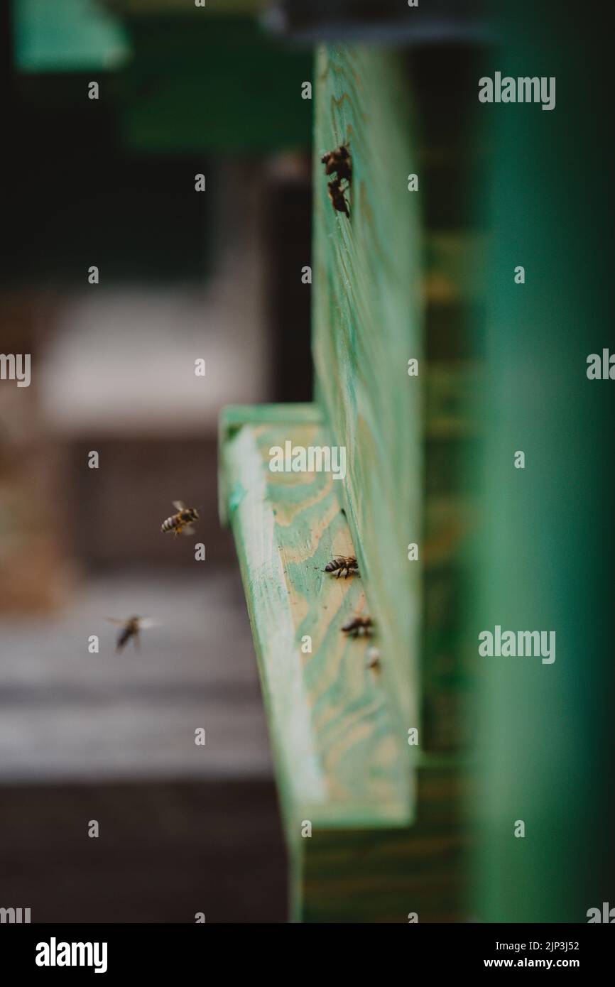 A vertical shot of bees flying in and out from a man-made wooden bee ...