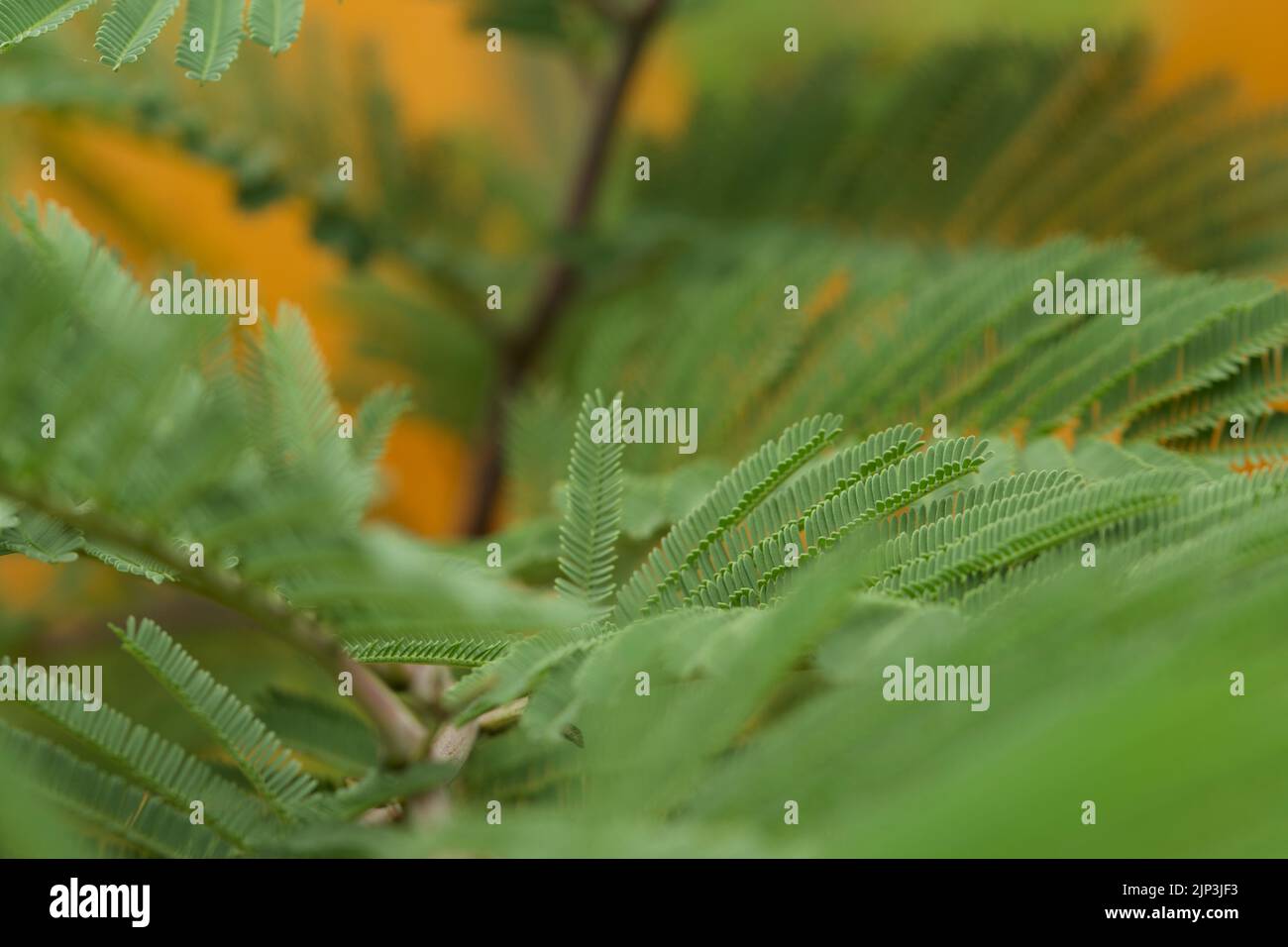 European mimosa Acacia dealbata Stock Photo - Alamy