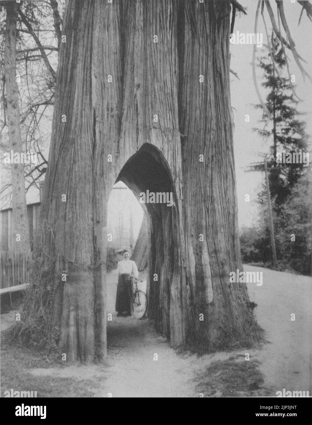 The Famous Bicycle Tree of Snohomish Stock Photo - Alamy