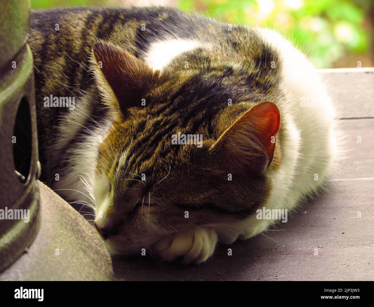 A closeup of a domestic short-haired cat napping on the porch in summer ...