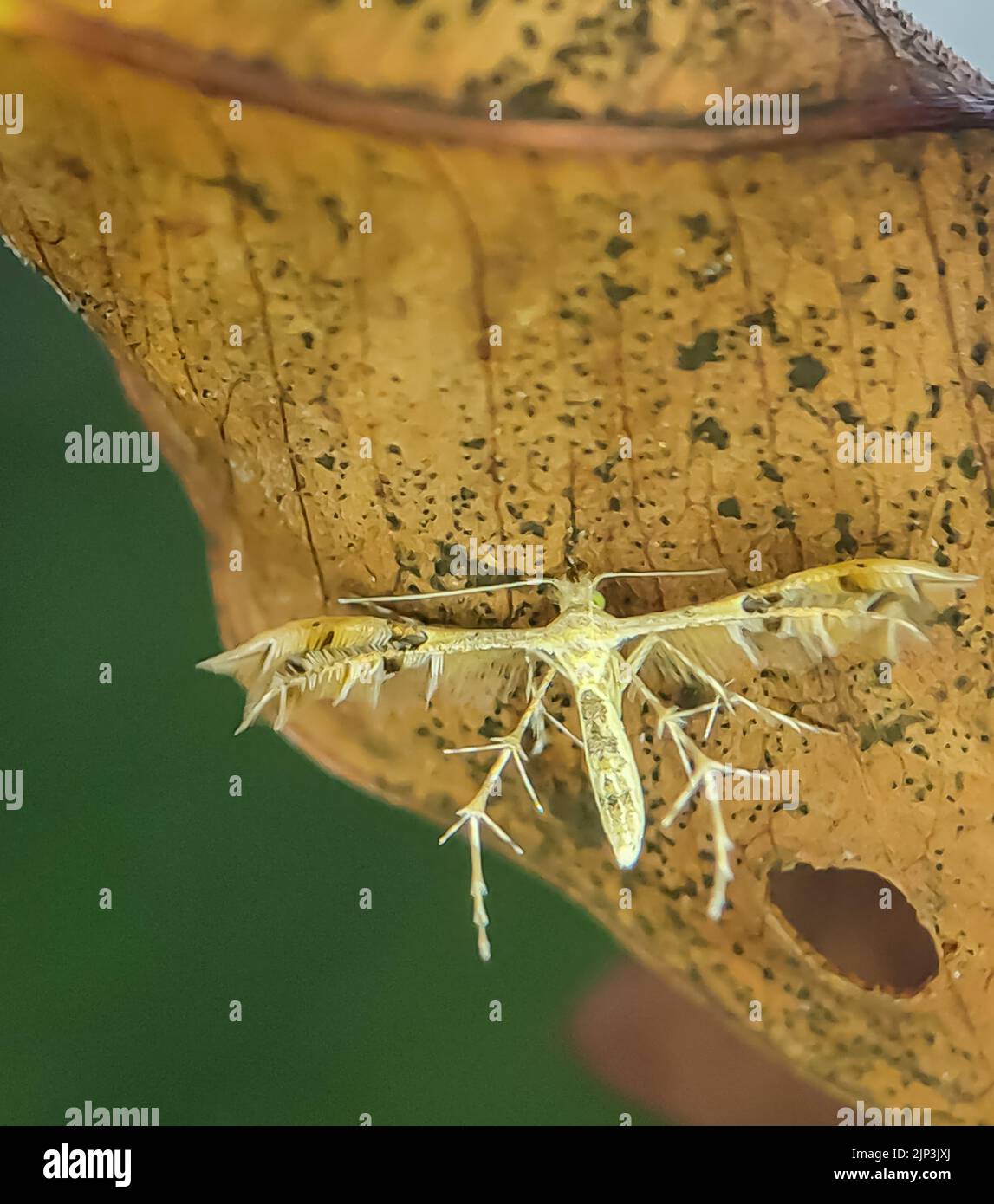 A plume moth (Pterophoridae) on a dry leaf Stock Photo - Alamy