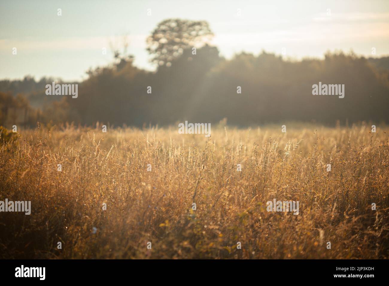The bright sun rays shining on brown grassland Stock Photo - Alamy