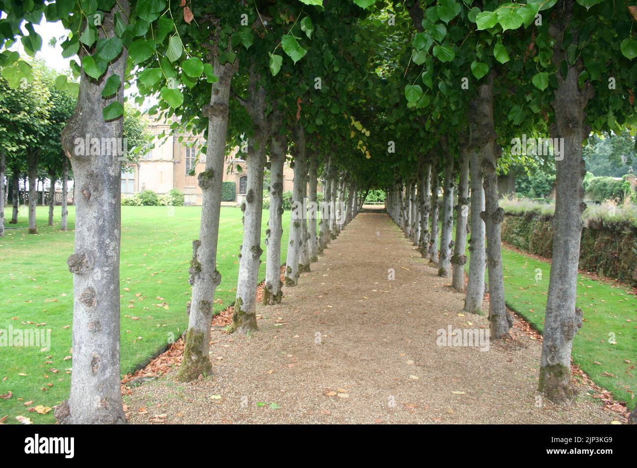 A pathway between tall trees in a park Stock Photo - Alamy