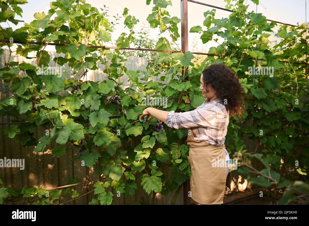 Rear view of a female vintner standing in rows of vineyard and gathering fresh bunch of purple ...